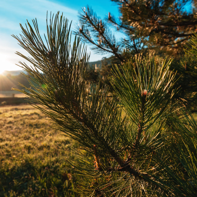 Austrian Pine (Pinus Nigra) – Alba Trees