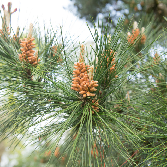 Monterey Pine (Pinus Radiata) – Alba Trees