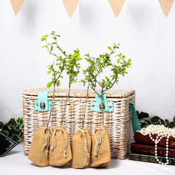 Products – Alba Trees