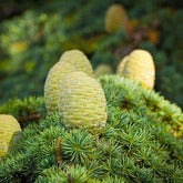 Products – Alba Trees