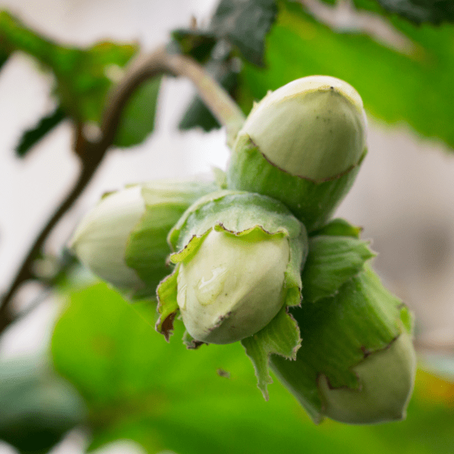 HAZEL – THE TREE OF WISDOM | Buy Online – Alba Trees