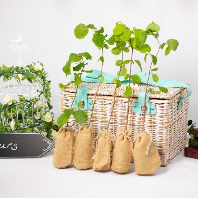 HAZEL – WEDDING FAVOUR | Buy Online – Alba Trees