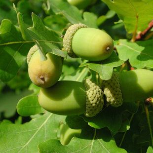Pedunculate Oak (Quercus robur) | Buy Online – Alba Trees