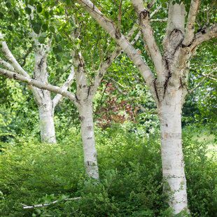 Silver Birch (Betula pendula) | Buy Online – Alba Trees